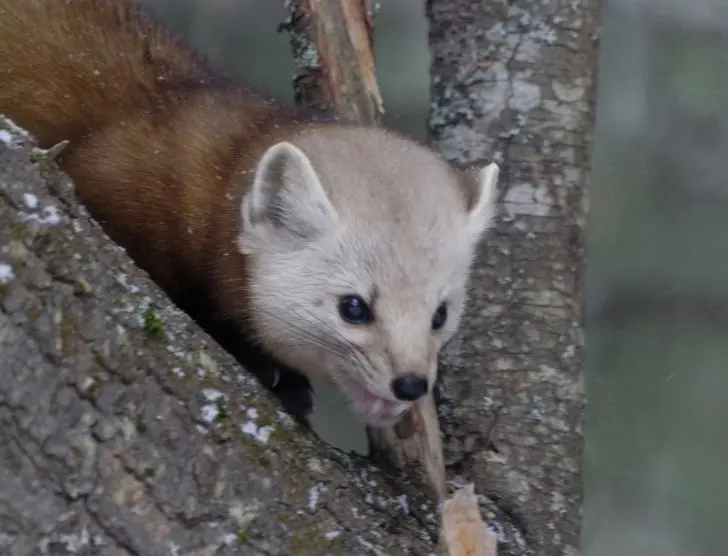 Jak pozbyć się kuny z samochodu? Praktyczny poradnik! - CUK